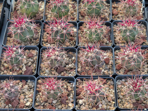 Ferocactus acanthodes 'Coyote Springs' | ETHICAL DESERT