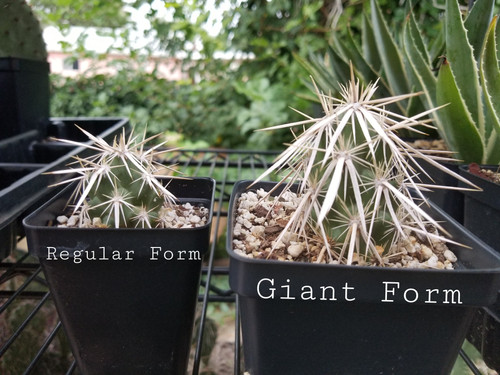 Grusonia clavata Giant form | ETHICAL DESERT