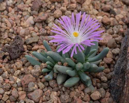 Ebracteola fulleri | ETHICAL DESERT