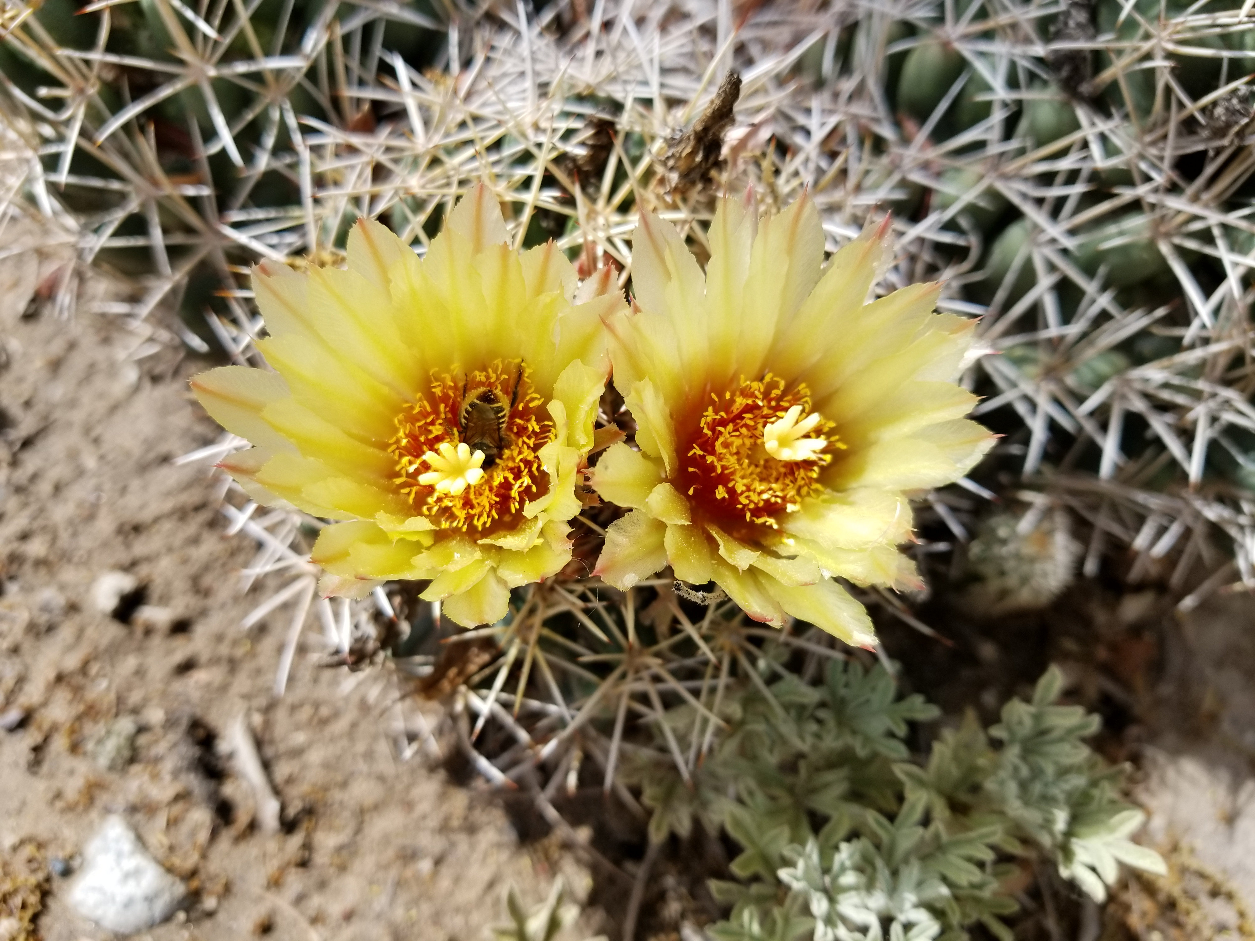 Coryphantha robustispina ssp. uncinata Truth or Consequences, NM ...