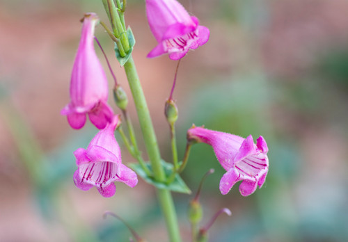 Penstemon clutei 'Sunset Crater Beardtongue' | ETHICAL DESERT