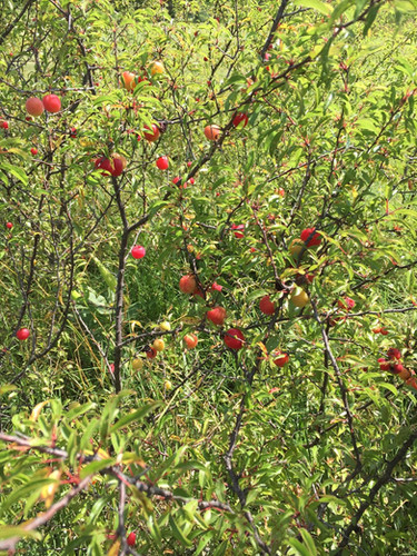 Sand Plum (Prunus angustifolia) | A Wells Farm
