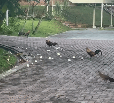 Day in the life of a RH chicken