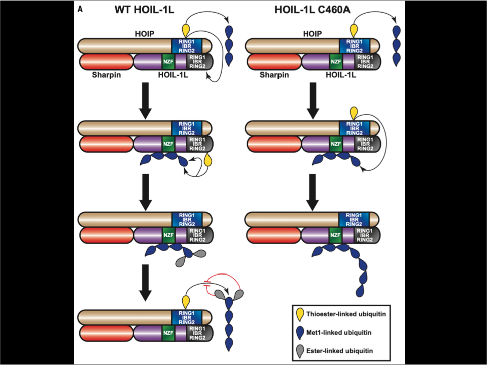 The linear ubiquitin chain assembly complex (LUBAC) generates ...
