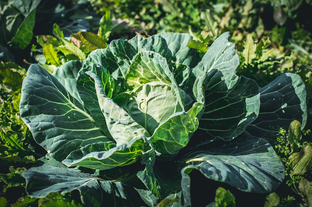 Harvesting Green Cabbage & Weeding Beds