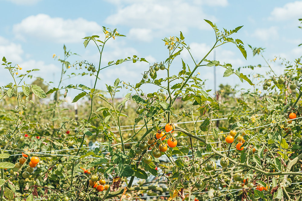 June Tomato Events and New Summer Farmers Market Hours