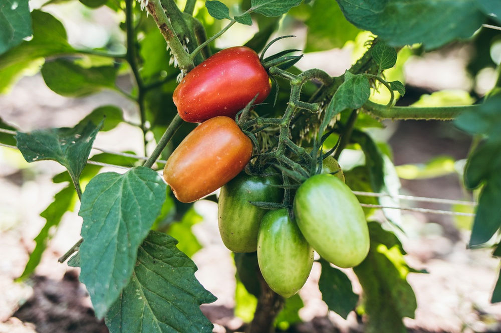 Observing Tomato Maturity & Transplanting for Summer