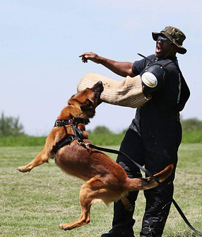 Home | Gemini K9 Obedience Inc