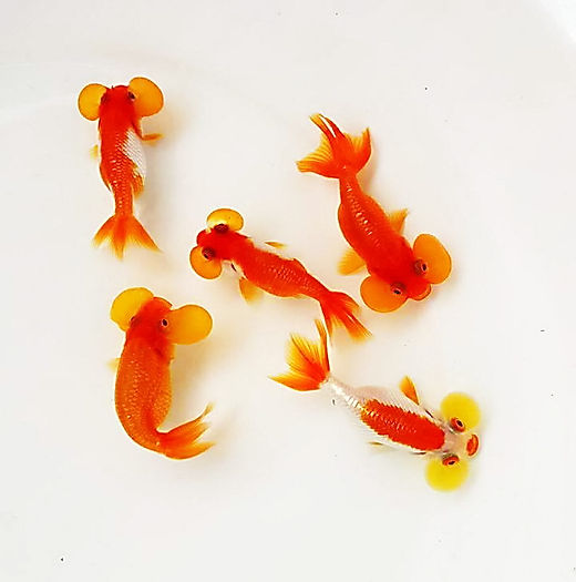 Fish Bubble Eye Hd