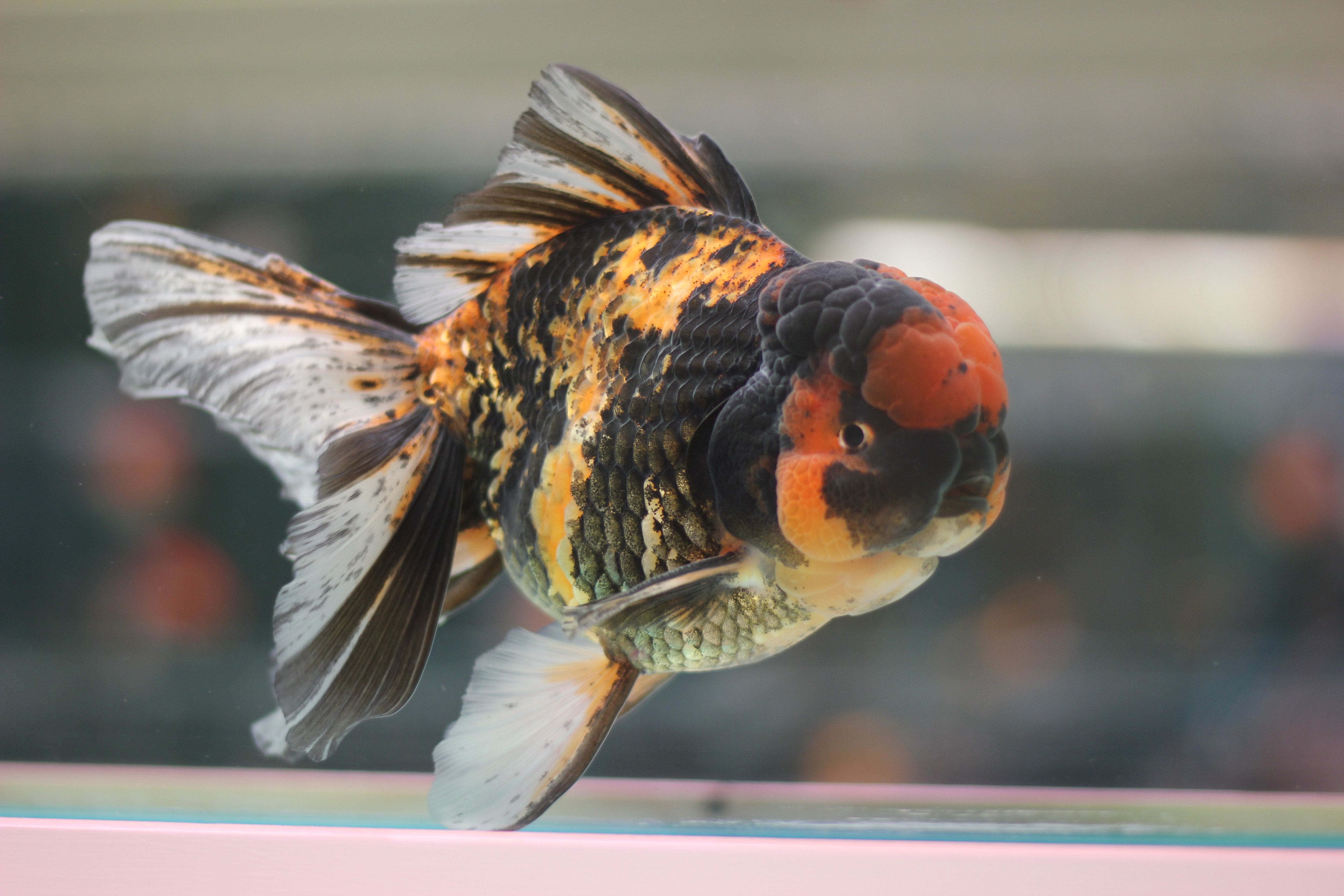 Oranda | Star Fisheries
