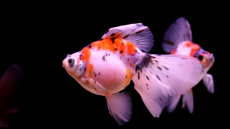 Fancy Goldfish UK/ Star Fisheries / Goldfish UK / England
