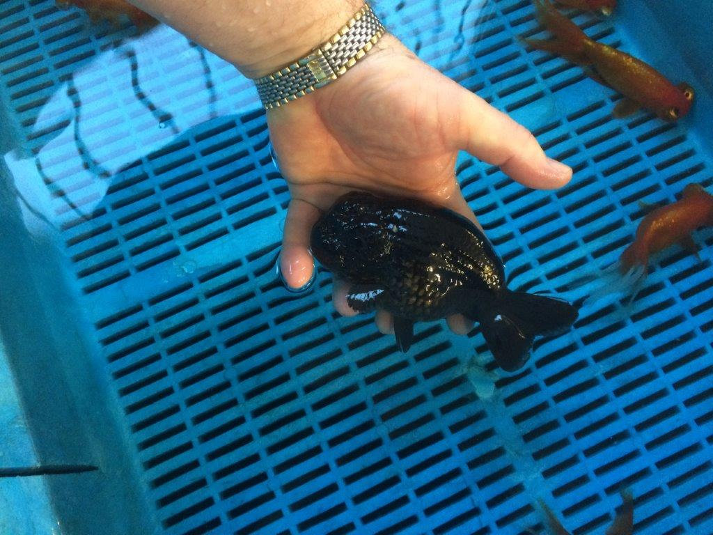 Ranchu | Star Fisheries