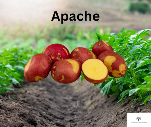Apache - Certified Seed Potatoes | NZ Lifestyle Group