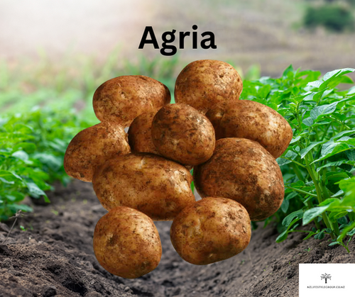 Agria - Certified Seed Potatoes | NZ Lifestyle Group