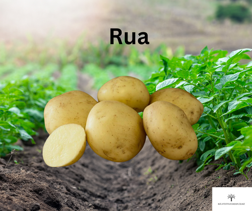 Rua - Certified Seed Potatoes | NZ Lifestyle Group