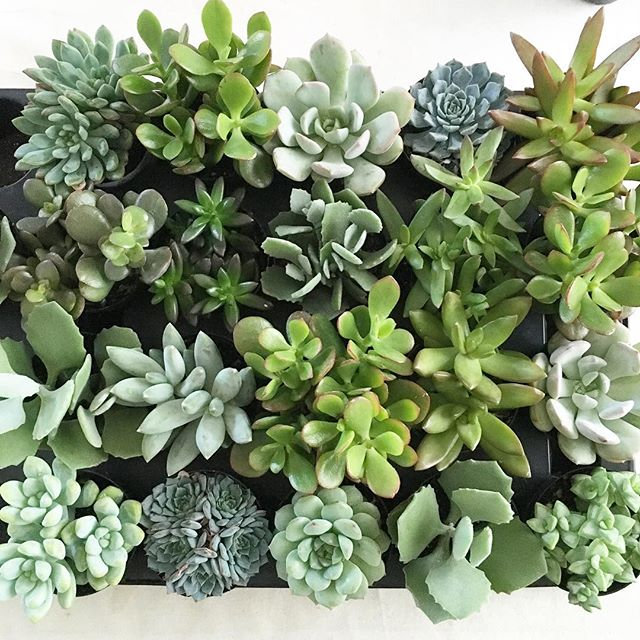 Fresh Mini Succulent Plant | boxandbow