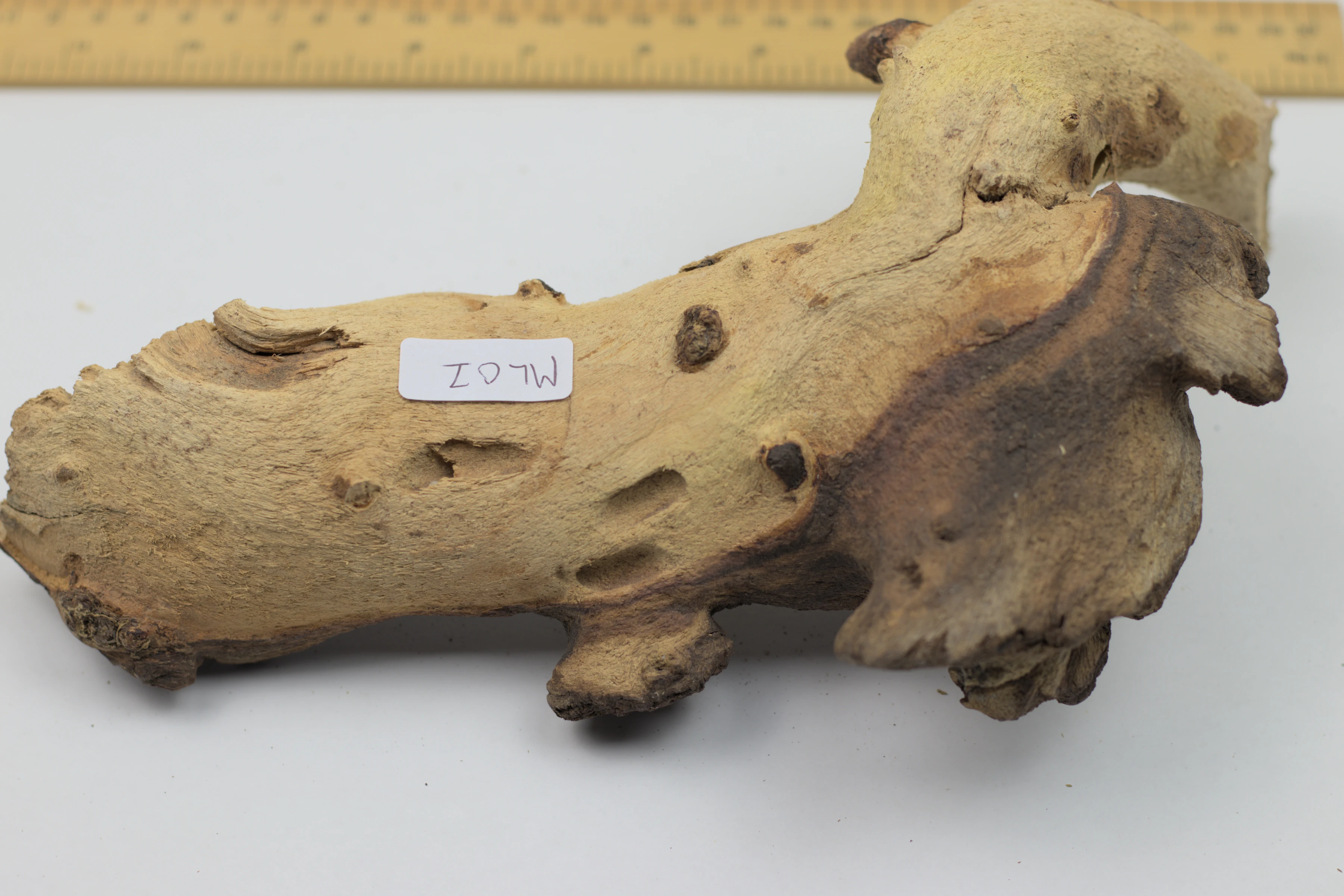 Mopane Root Large | Plant It Nursery