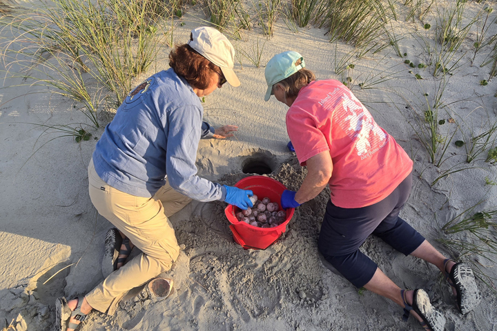 Two more nests on IOP and a false crawl on Sullivan's May 31