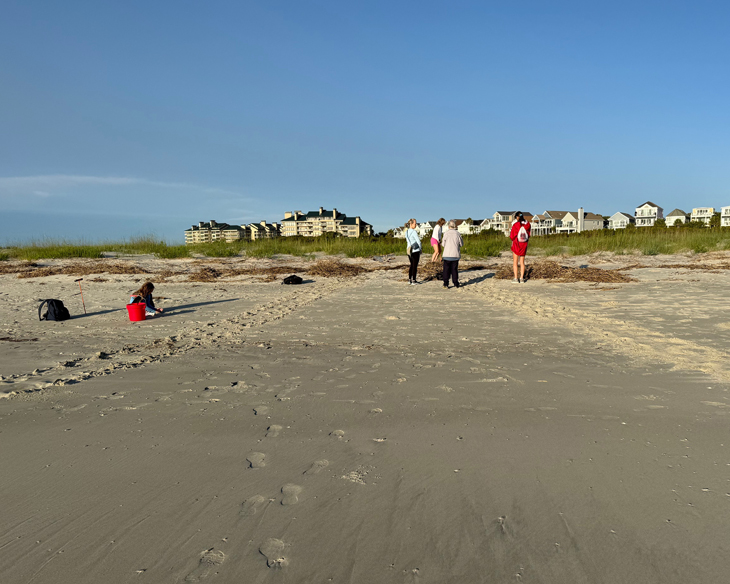 Two more nests on IOP and a false crawl on Sullivan's May 31