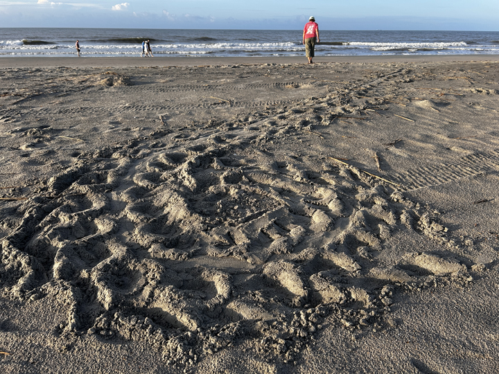 A very busy morning Nests 12, 13 & 14 and False Crawl #6 on IOP May 16