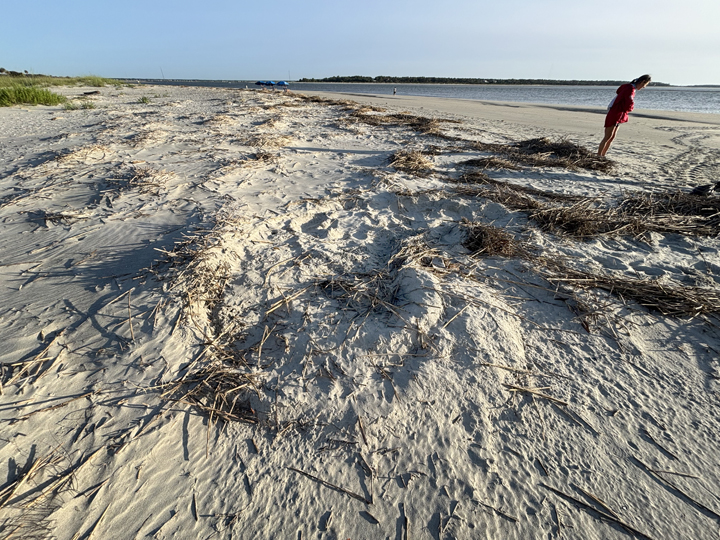 Two more nests on IOP and a false crawl on Sullivan's May 31