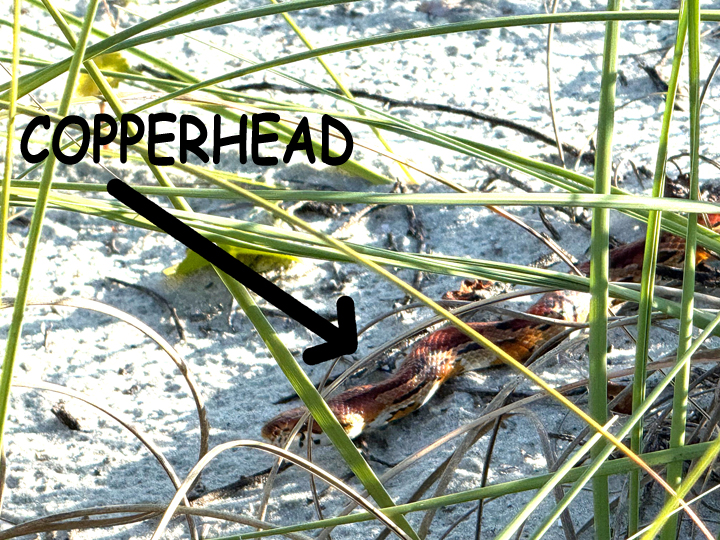 Two more nests on IOP and a false crawl on Sullivan's May 31