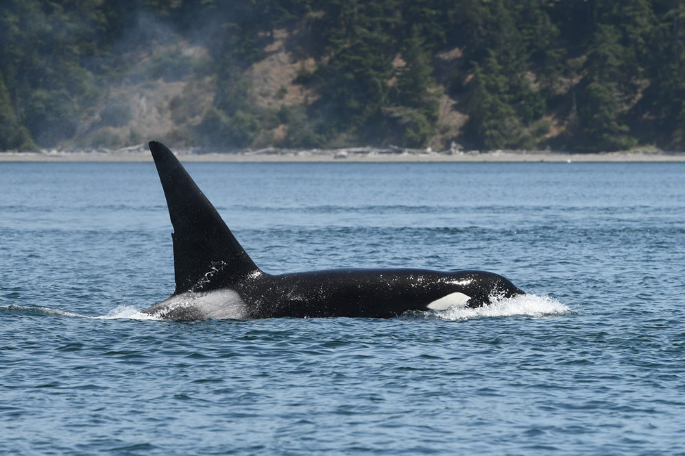 Three types of killer whales in the Northeastern Pacific Ocean