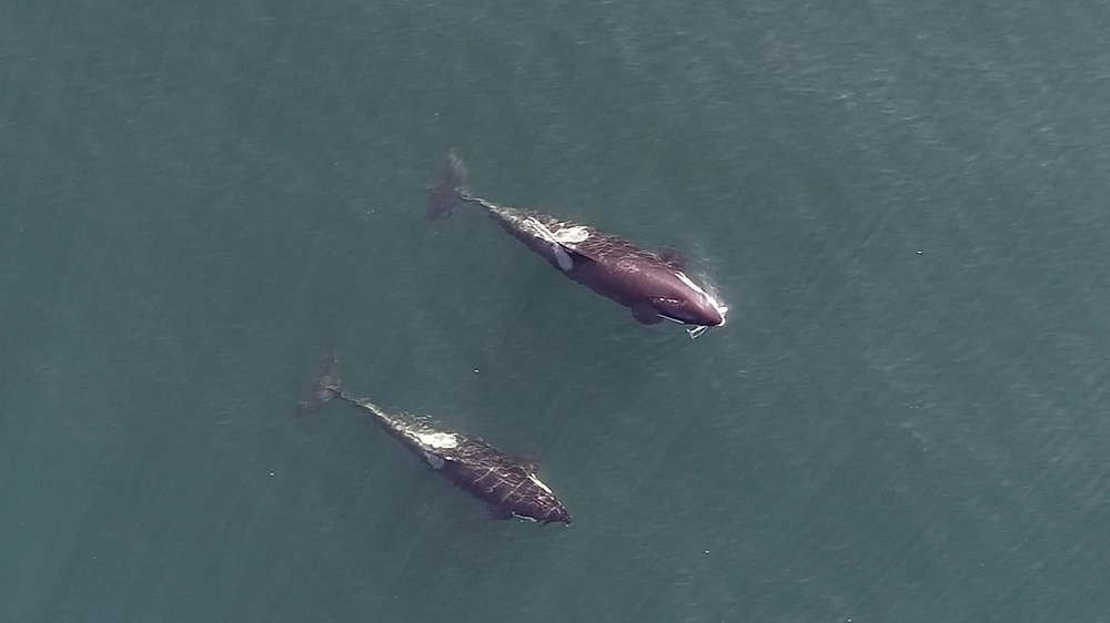 Observing orcas from the air gives a novel look into their social structure