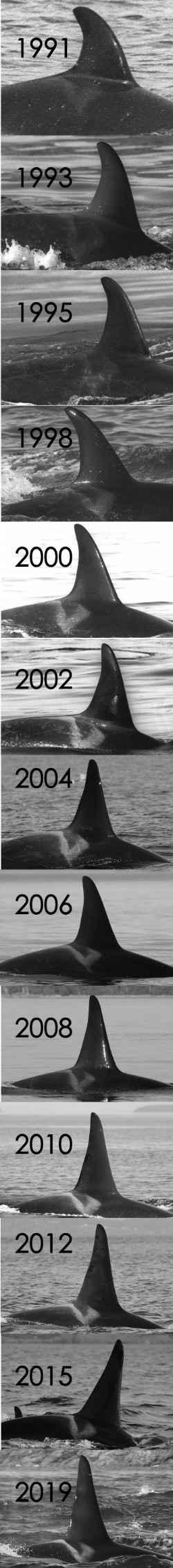 Why is there a whale named Mike?