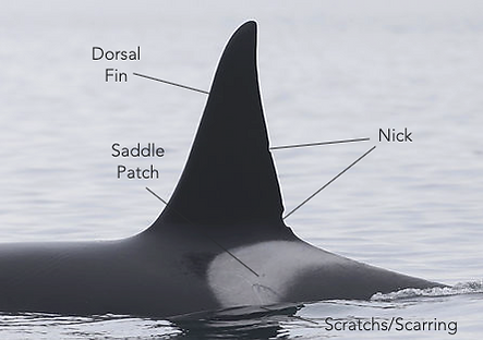 Orca Identification