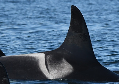 Orca Identification