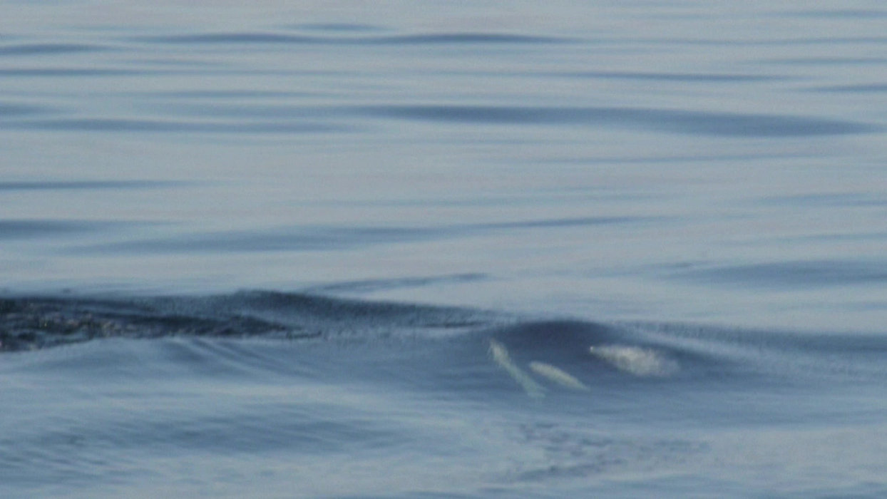 Orcas // Killer Whales | United States | Center For Whale Research