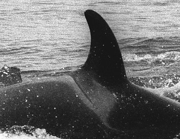 Orca Identification