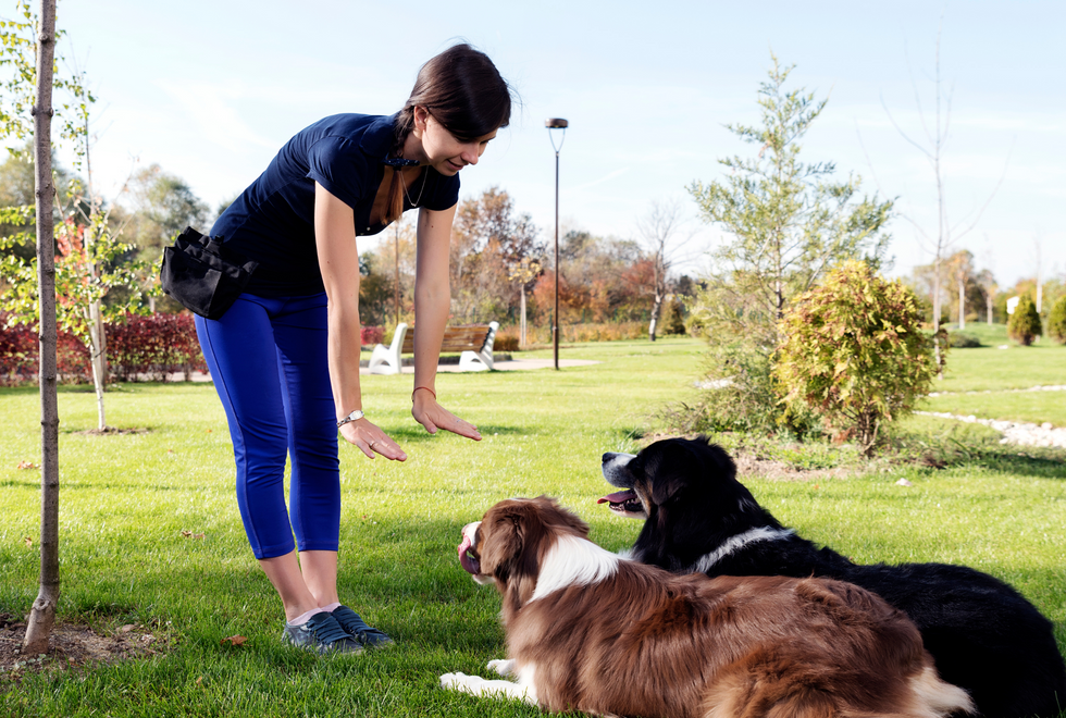 Dog Training | Albany All Breeds Dog Club | Western Australia