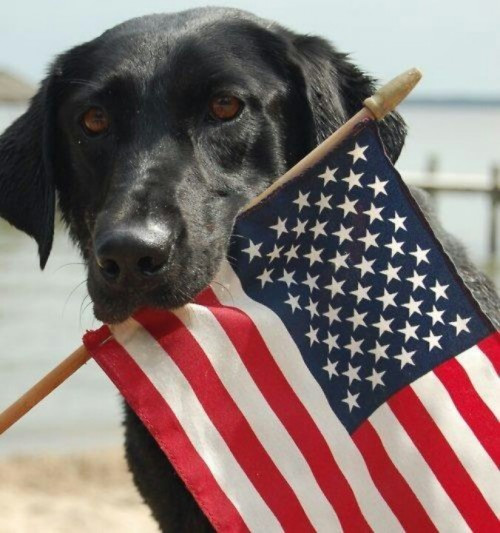 Pets for Vets | Little Shelter Animal Rescue & Adoption Center
