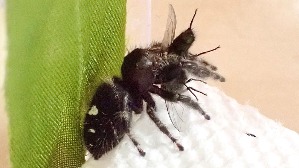 Feeding Jumping Spiders