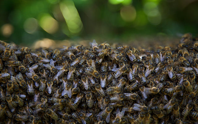 cambridge integration bee