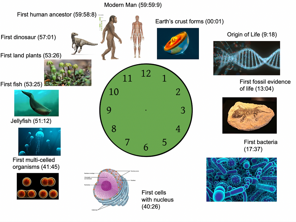 Infographic of the Formation of Life Timescale Projected onto a 24-Hour ...