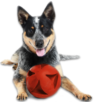 Furball Fitness Professional Dog Walking & Pet Sitting, Columbus ...