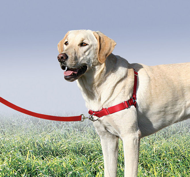 Harnesses, Head Collars, and Traditional Collars: Which is right for you?