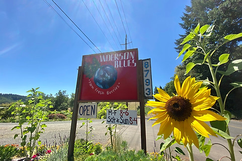 Anderson Blues | Farm Fresh Blueberries | Corvallis, Oregon