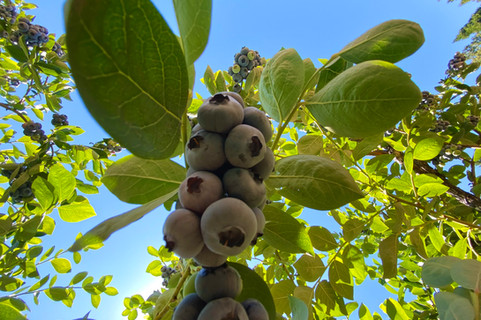 Anderson Blues | Farm Fresh Blueberries | Corvallis, Oregon