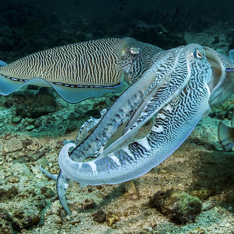 Color-Changing Animals