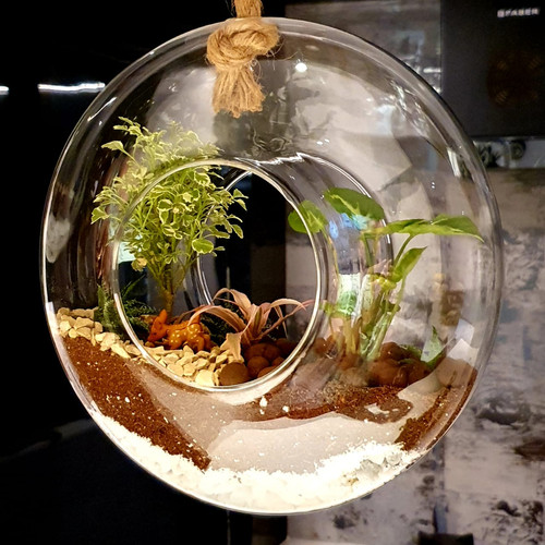 Disc Shaped Hanging Terrarium with Succulents | www.farmstudio.co.in