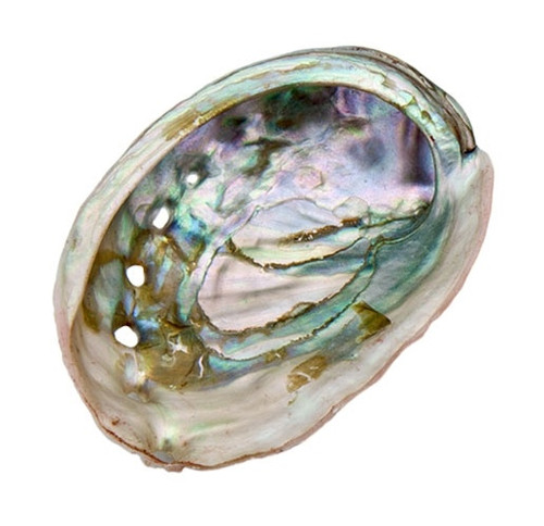 Red Abalone Shell - 4+ inch | Creatures of Whim
