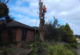 western tree surgeons
