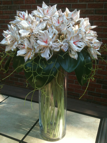 Seashell Hibiscus Stems | sib-home