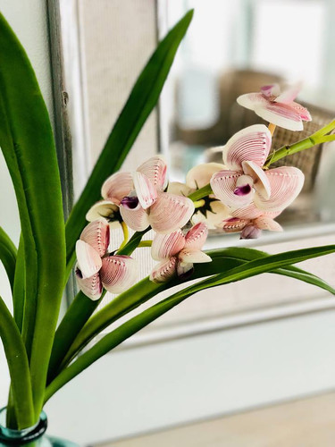 The Seashell Orchid Arrangement | sib-home
