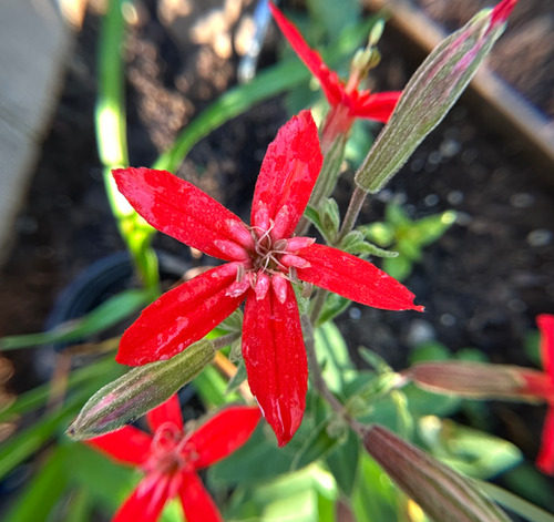 Royal Catchfly, Silene regia | Wildacreoh.com