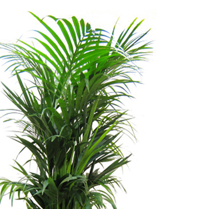 Kentia | ENVIO FLORES MADRID